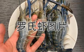 罗氏虾怎么做好吃_罗氏虾和基围虾的区别