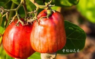 腰果梨怎么吃_腰果梨的功效与作用