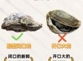 生牡蛎怎么保存_生牡蛎图片如何辨别新鲜度