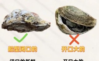 生牡蛎怎么保存_生牡蛎图片如何辨别新鲜度