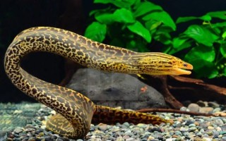 鳝鱼品种大全集_鳝鱼种类有哪些