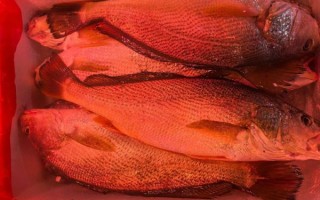 鲳鱼多少钱一斤2018_2018年鲳鱼价格走势