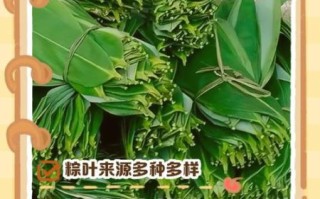 广东粽子叶是什么叶子_广东粽子叶和普通粽叶区别
