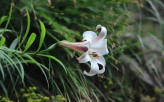 野百合花图片大全_野百合花长什么样
