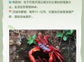 红地蟹能吃吗_红地蟹与圣诞岛红蟹区别