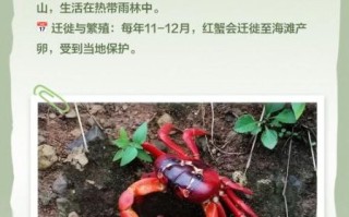 红地蟹能吃吗_红地蟹与圣诞岛红蟹区别