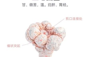 三七草药图片长什么样_如何辨别真假