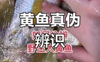 野生黄鱼和养殖黄鱼区别_怎么辨别真假