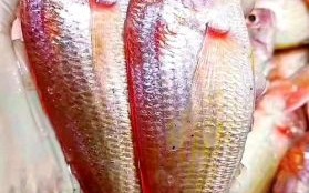 红杉鱼刺多吗_如何正确去刺