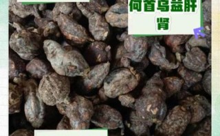 制首乌的功效与作用_如何正确服用制首乌