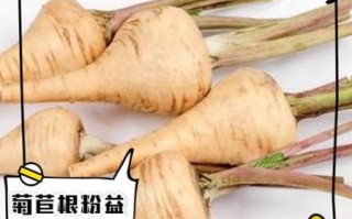菊苣根能降血糖吗_菊苣根怎么吃最好
