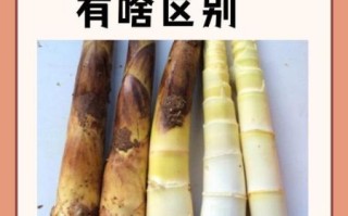 冬笋和春笋的区别_冬笋怎么挑选