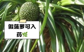 假菠萝的功效与作用_假菠萝怎么吃最好
