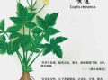 黄连的功效与作用_黄连主治哪些病