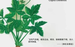 黄连的功效与作用_黄连主治哪些病