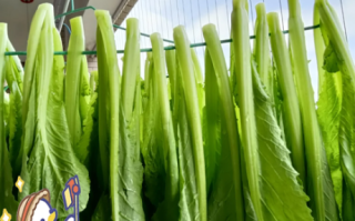 怎样腌制芥菜_芥菜腌制多久可以吃
