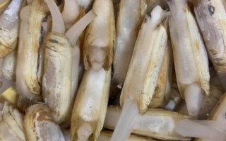 蛏子什么地方不能吃_蛏子内脏清理方法
