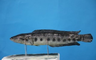 乌鳢图片怎么拍_乌鳢高清图鉴大全