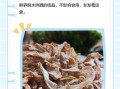 笋干发霉是什么样子_如何判断还能不能吃