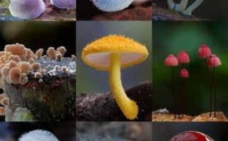 小蘑菇图片怎么拍_小蘑菇图片拍摄技巧