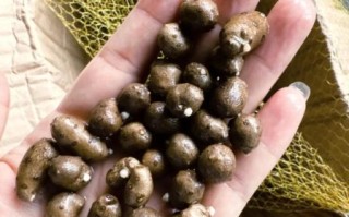 发芽的山药能吃吗_发芽山药有毒吗