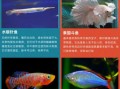 热带鱼怎么养_新手入门养什么鱼好