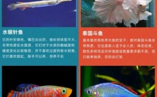 热带鱼怎么养_新手入门养什么鱼好