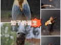 蝉的生命周期有多长_蝉为什么要等17年才出土