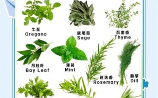香草有哪些品种_如何在家种香草