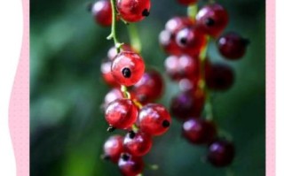 红醋栗图片怎么拍好看_红醋栗果实长什么样