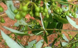 野山椒子长什么样_野山椒子图片如何辨认