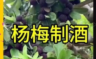 杨梅酒可以和枸杞一起泡吗_功效与禁忌