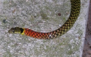 蛇的品种大全108种图片_哪些蛇最危险