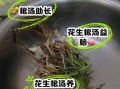 花生根的功效与作用_花生根怎么吃效果最好