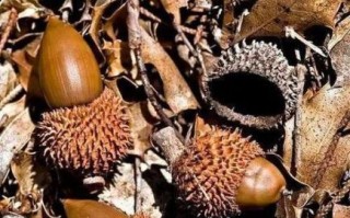 榛子和橡子的区别_哪个营养价值更高