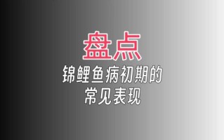 锦鲤鱼怎么养_锦鲤鱼常见病有哪些