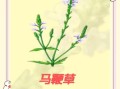 马鞭草图片大全大图_马鞭草高清图鉴