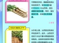 牛蒡是山药吗_牛蒡和山药的区别