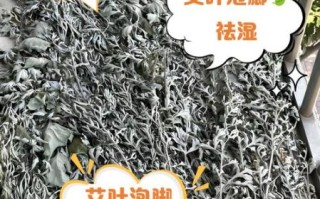 艾叶水泡脚的好处和坏处_哪些人不能用