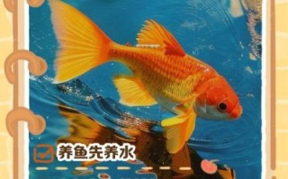 金鱼怎么养_金鱼多久换一次水