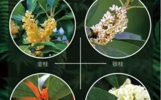 桂花图片大全及价格_桂花品种价格表