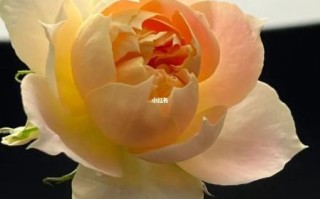 南瓜灯笼月季优缺点_适合盆栽吗