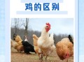三黄鸡和普通鸡的区别是什么_三黄鸡为什么贵