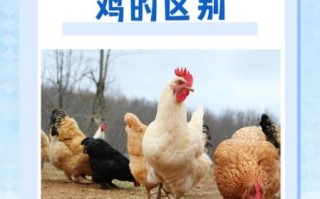 三黄鸡和普通鸡的区别是什么_三黄鸡为什么贵