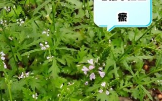 马鞭草的功效与作用_马鞭草主治哪些病