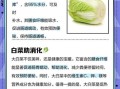 吃白菜的好处有哪些_吃白菜能减肥吗