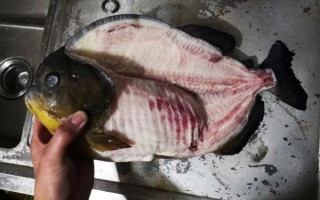 水虎鱼吃什么_水虎鱼会攻击人吗