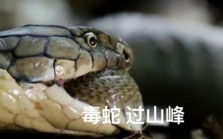 中国最大过山峰蛇有多大_过山峰蛇毒性有多强