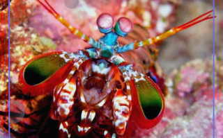 螳螂虾vs枪虾_谁才是海洋最强拳击手