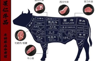 牛肉部位分割图怎么看_牛排选哪个部位最好